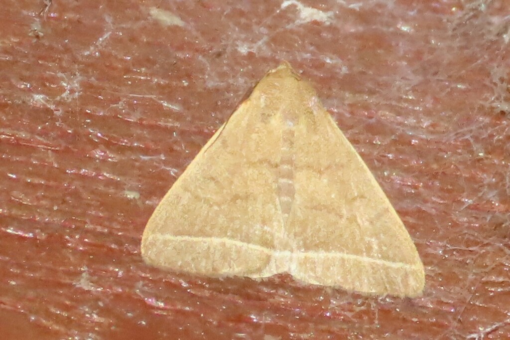 Simplicia cornicalis from Coomba Park NSW 2428, Australia on May 16 ...