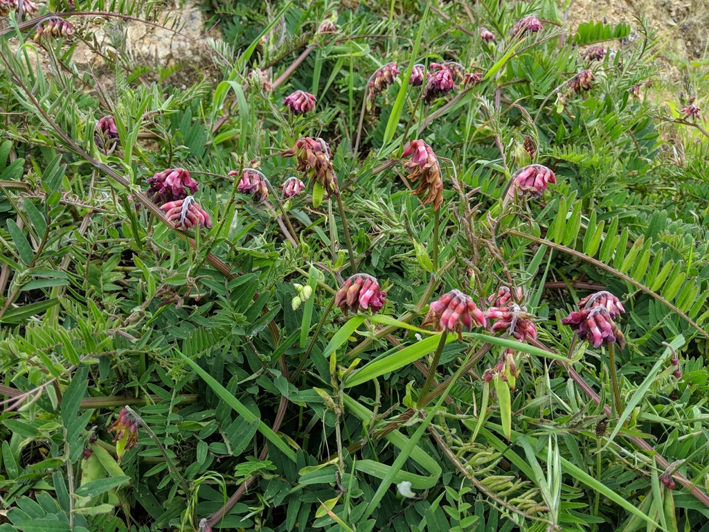 giant vetch from Point Reyes National Seashore, Marin County, US-CA, US ...