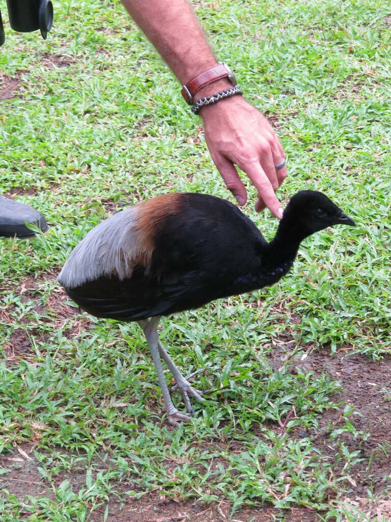 Gray-winged Trumpeter from Río Napo, HP6C+J8M, El Retiro, Ecuador on ...