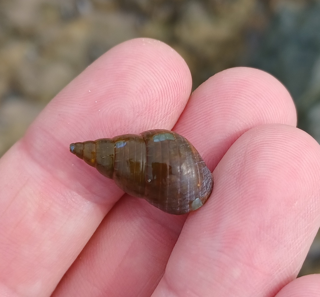 Phasianotrochus eximius from Port Macquarie NSW 2444, Australia on May ...