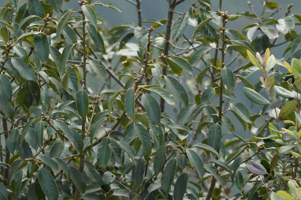 ring-cupped oak in December 2023 by tkp123 · iNaturalist