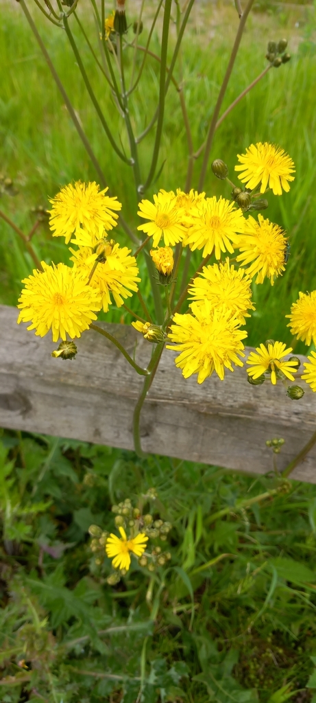 Beaked Hawksbeard from AJ Bell Stadium, Eccles, Manchester M30 7EY, UK ...