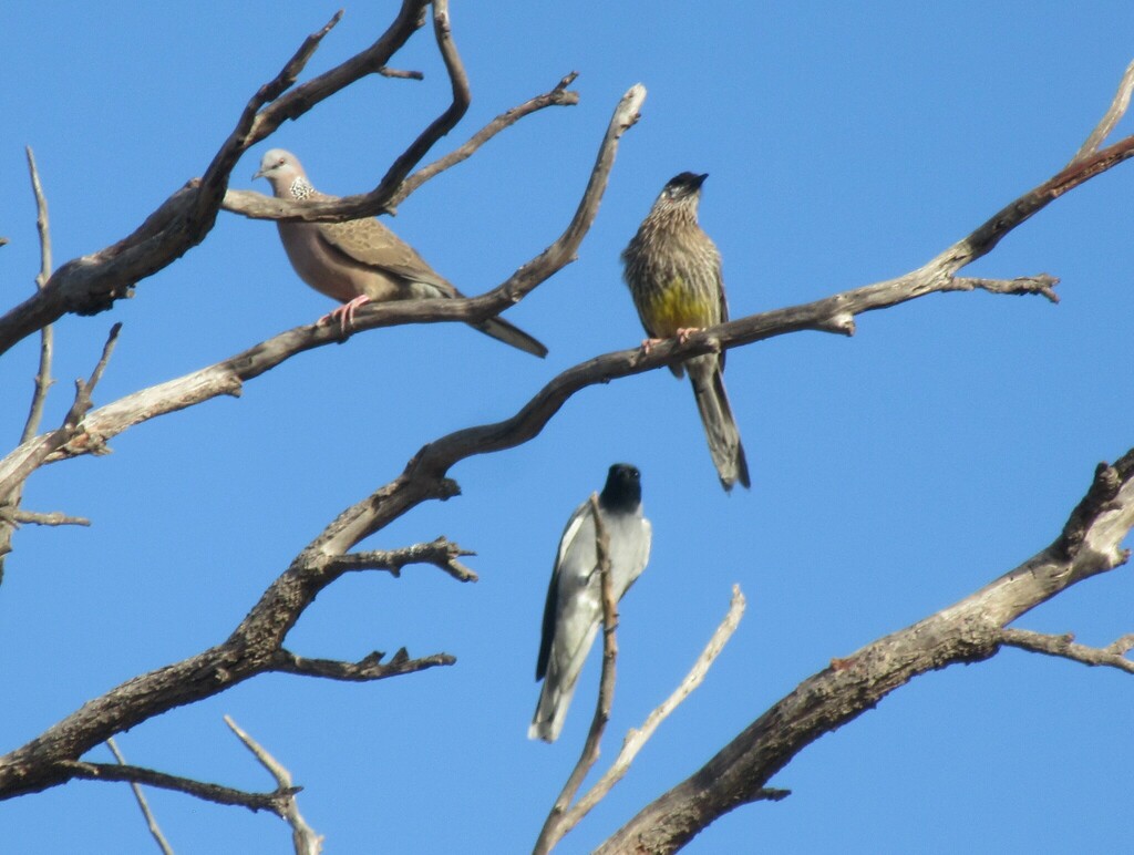 Spotted Dove from Manning Park, Spearwood, Perth WA, Australia on May ...
