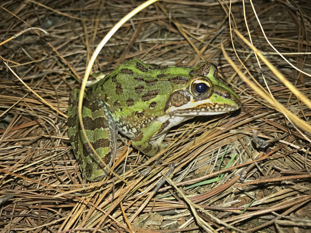 Common River Frog from Ehlanzeni District Municipality, South Africa on ...