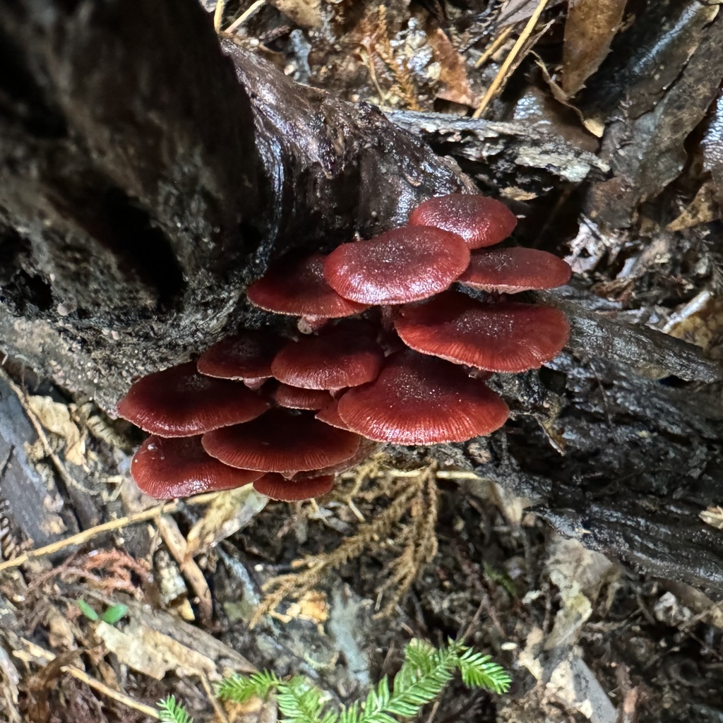 Burgundy Wood Tubaria from South Island / Te Waipounamu, Rai Valley ...
