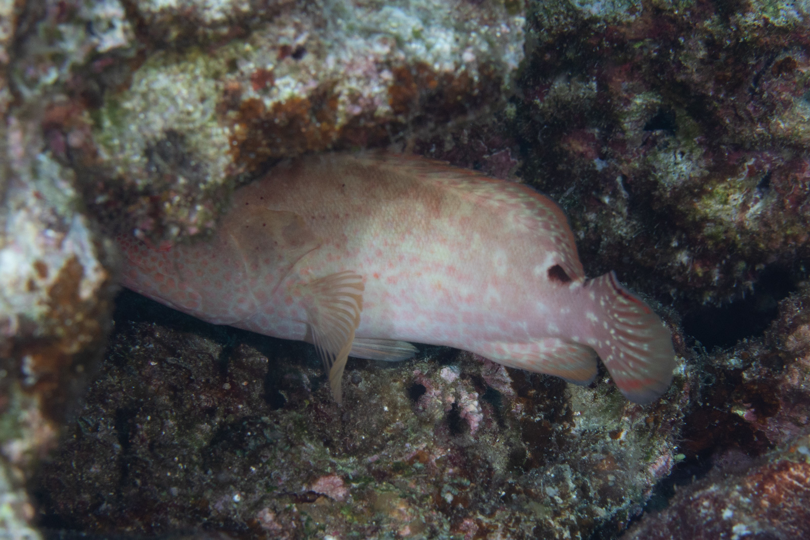 Cephalopholis leopardus (Lacepède, 1801)