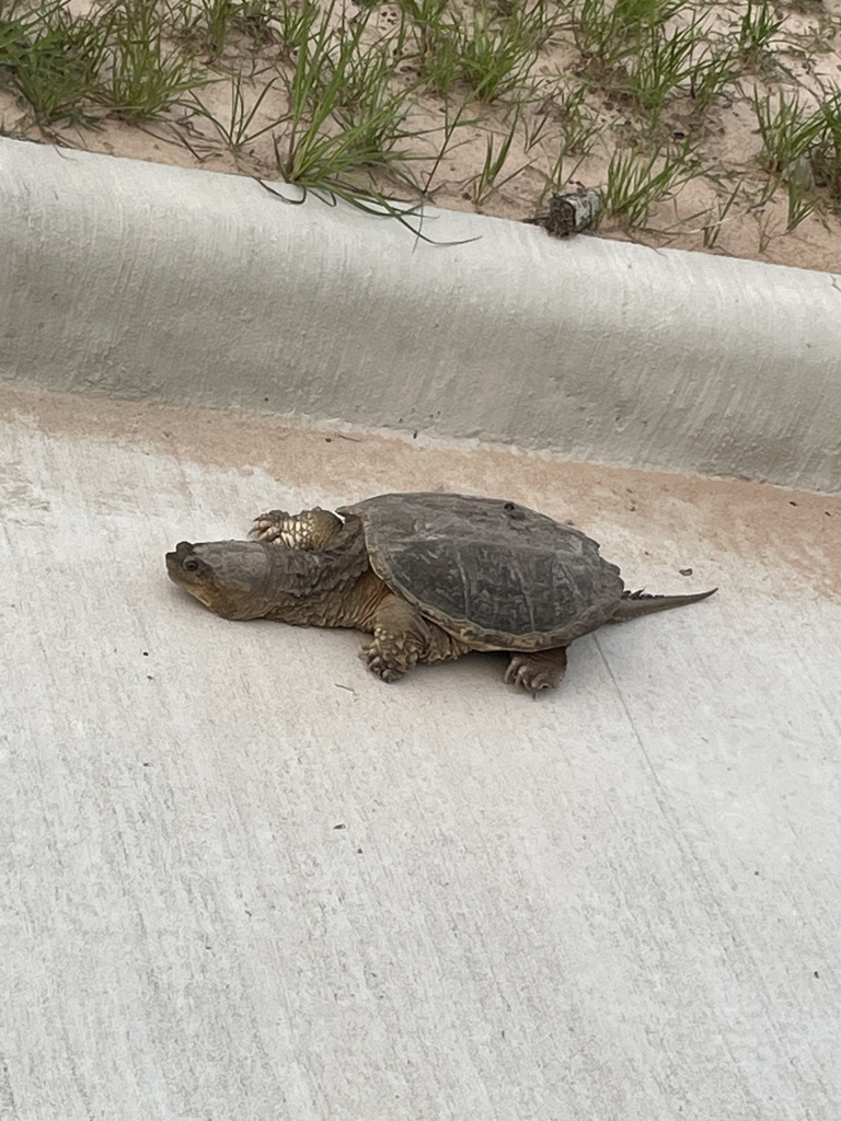 Common Snapping Turtle from 3475 bethlehem road lufkin tx on May 15 ...