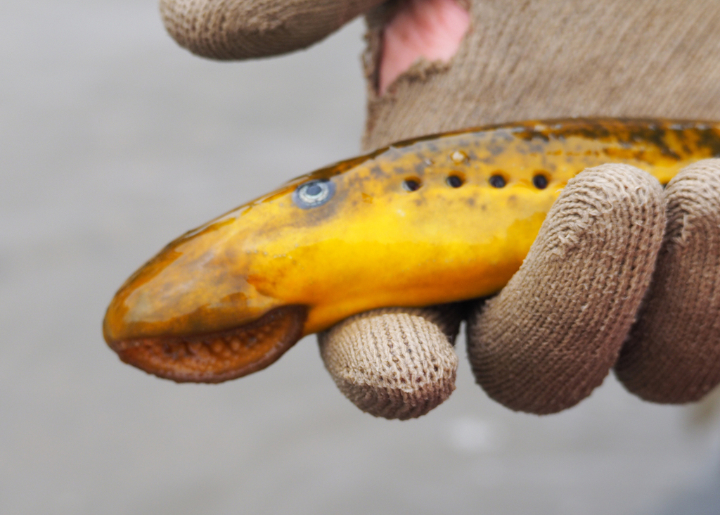 Sea Lamprey from Sunnylea, Etobicoke, ON, Canada on May 15, 2024 at 11: ...