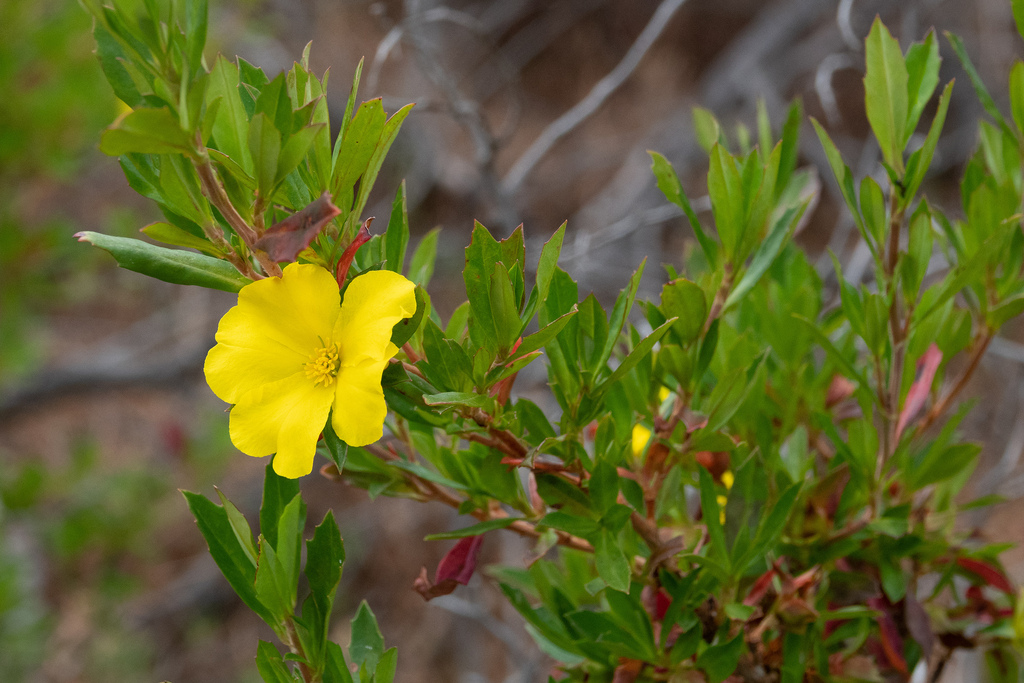 Cutleaf Hibbertia from Naturaliste WA 6281, Australia on November 4 ...