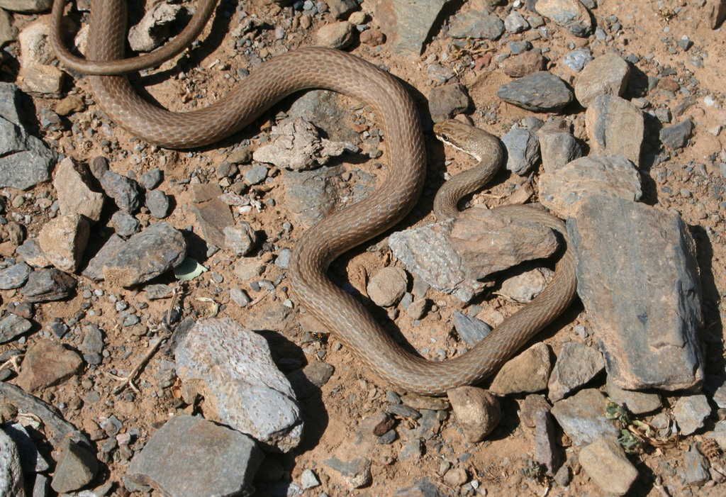 Forskal Sand Snake (Herpetofauna of Saudi Arabia) · iNaturalist