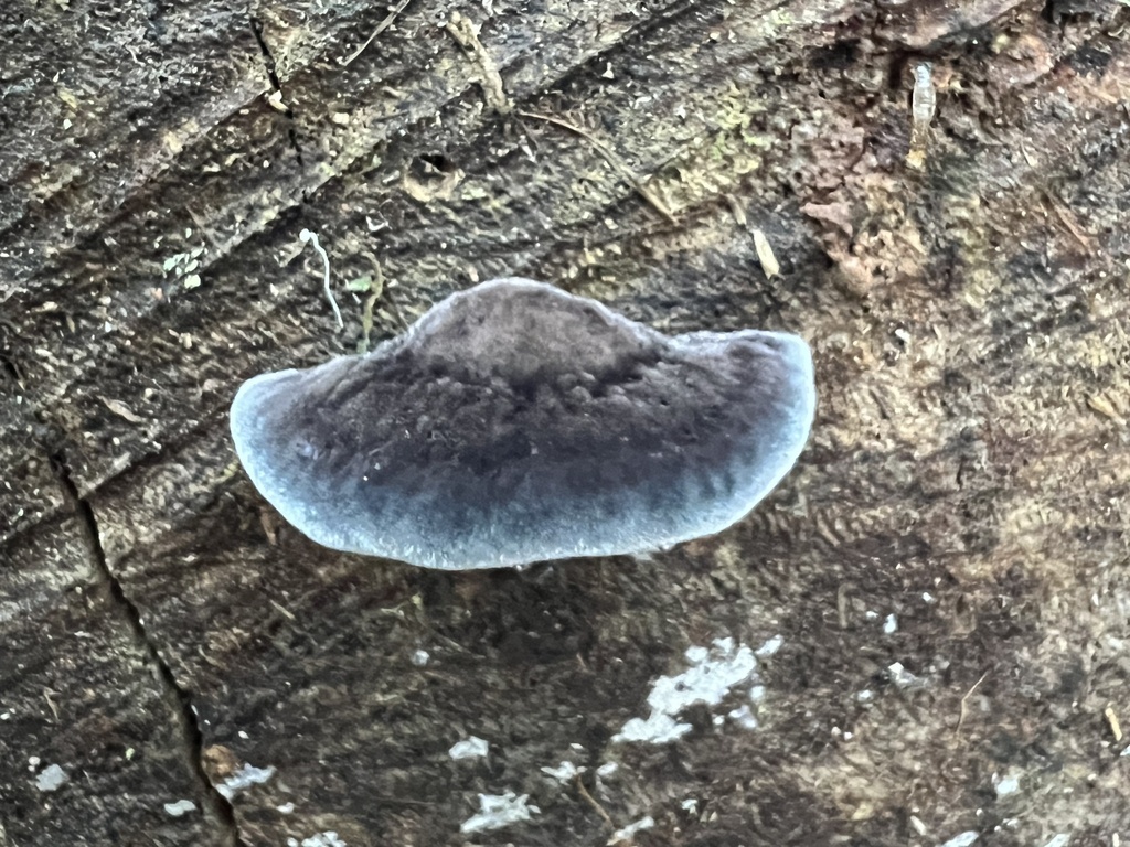 Blue Cheese Polypore from Bunyip State Park, Gembrook, VIC, AU on May ...