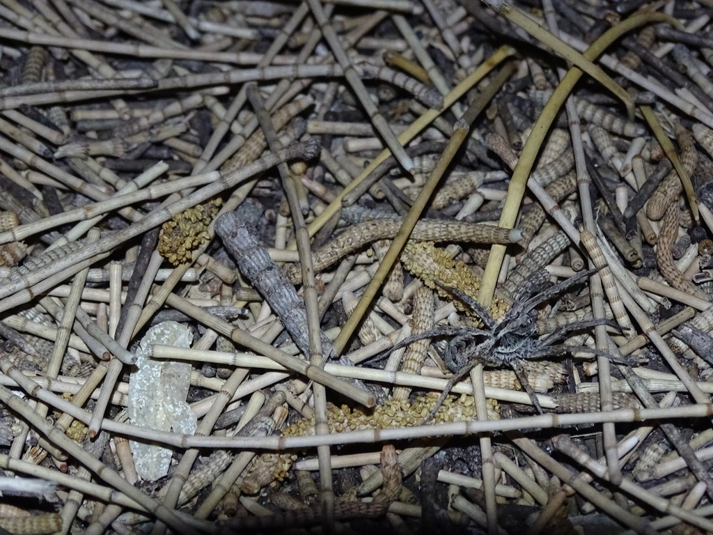Western Variable Wolf Spider from Perth WA, Australia on May 16, 2024 ...