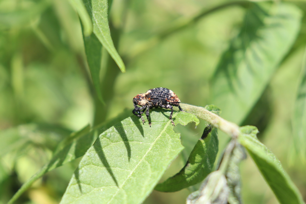 Eucryptorrhynchus scrobiculatus from National Observatory Xinglong ...