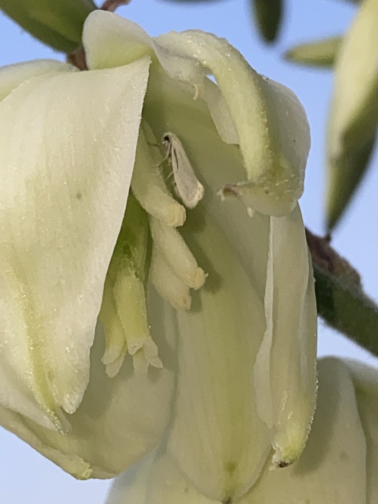 Yucca Moth from Curry Chapel Rd, Somerville, AL, US on May 16, 2024 at ...