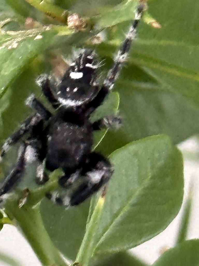 Bold Jumping Spider from Campbell Estates Ln, The Plains, VA, US on May ...