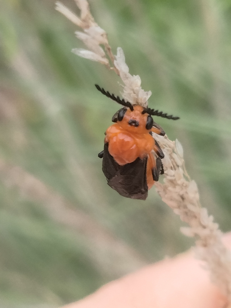 Winged and Once-winged Insects from Dallas, TX 75210, USA on May 16 ...