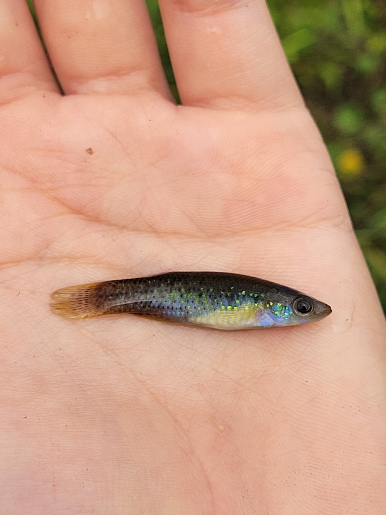 Golden Topminnow from Okeechobee, FL 34974, USA on May 16, 2024 at 08: ...