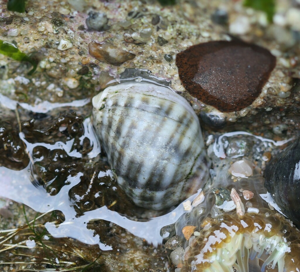 Striped Dogwinkle from Ventura, CA, USA on May 15, 2024 at 11:21 AM by ...