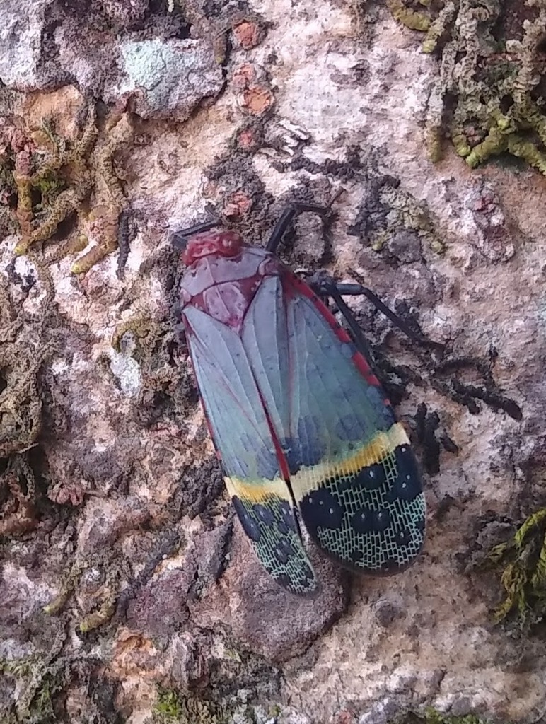 Penthicodes astraea in May 2024 by tvafakos. Several on one tree ...