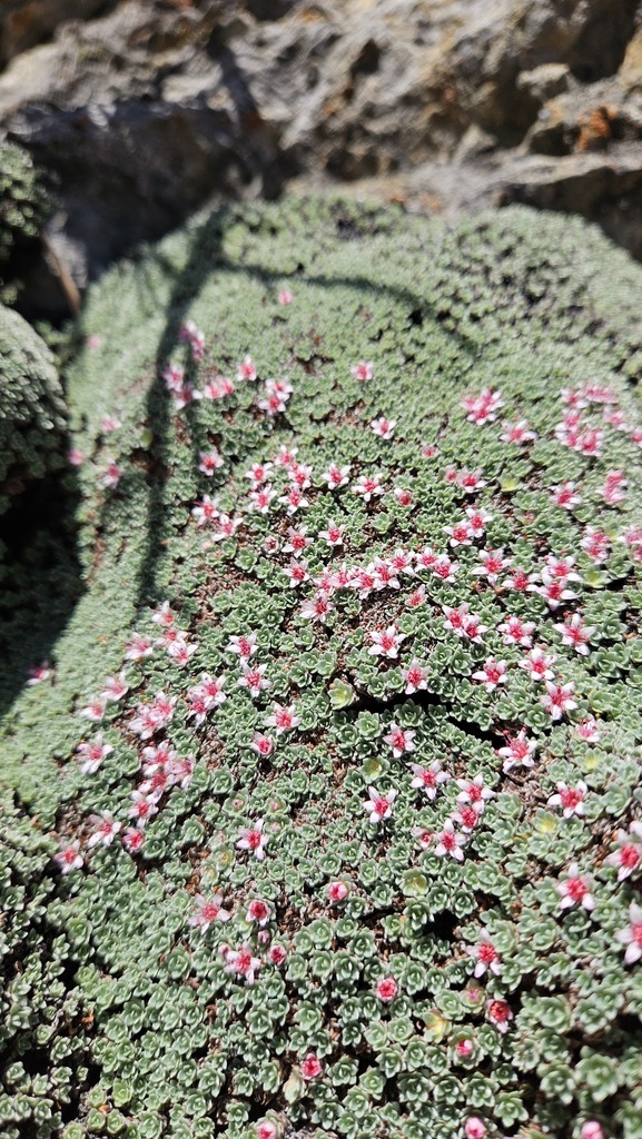 Oneflower Kelseya from Lewis and Clark County, MT, USA on April 14 ...