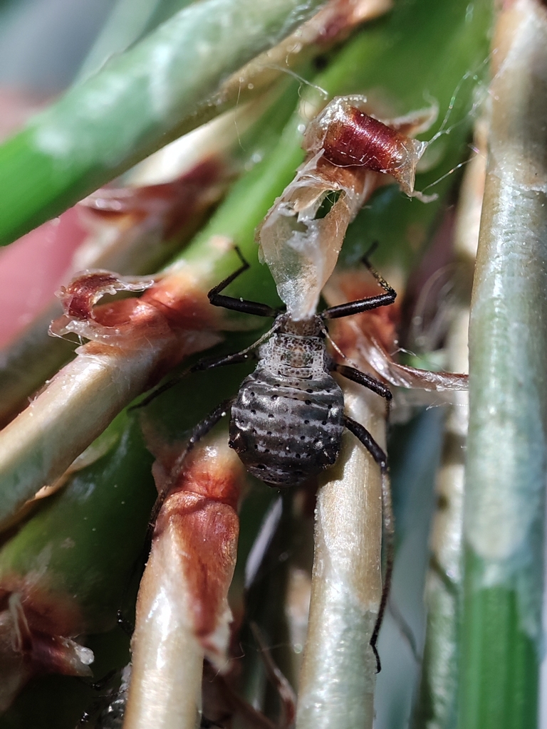 Giant Conifer Aphids from Beijing, Beijing, CN on May 16, 2024 at 05:59 ...