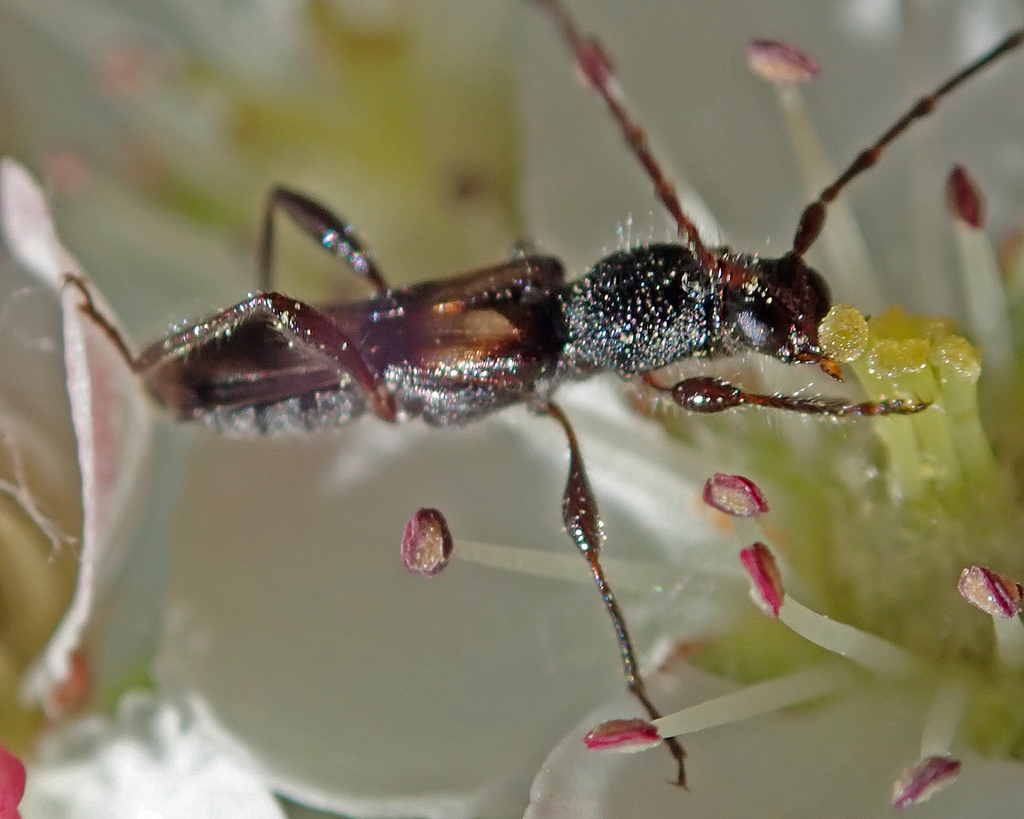 Bimaculate Longhorn Beetle from Salem, NH 03079, USA on May 14, 2024 at ...