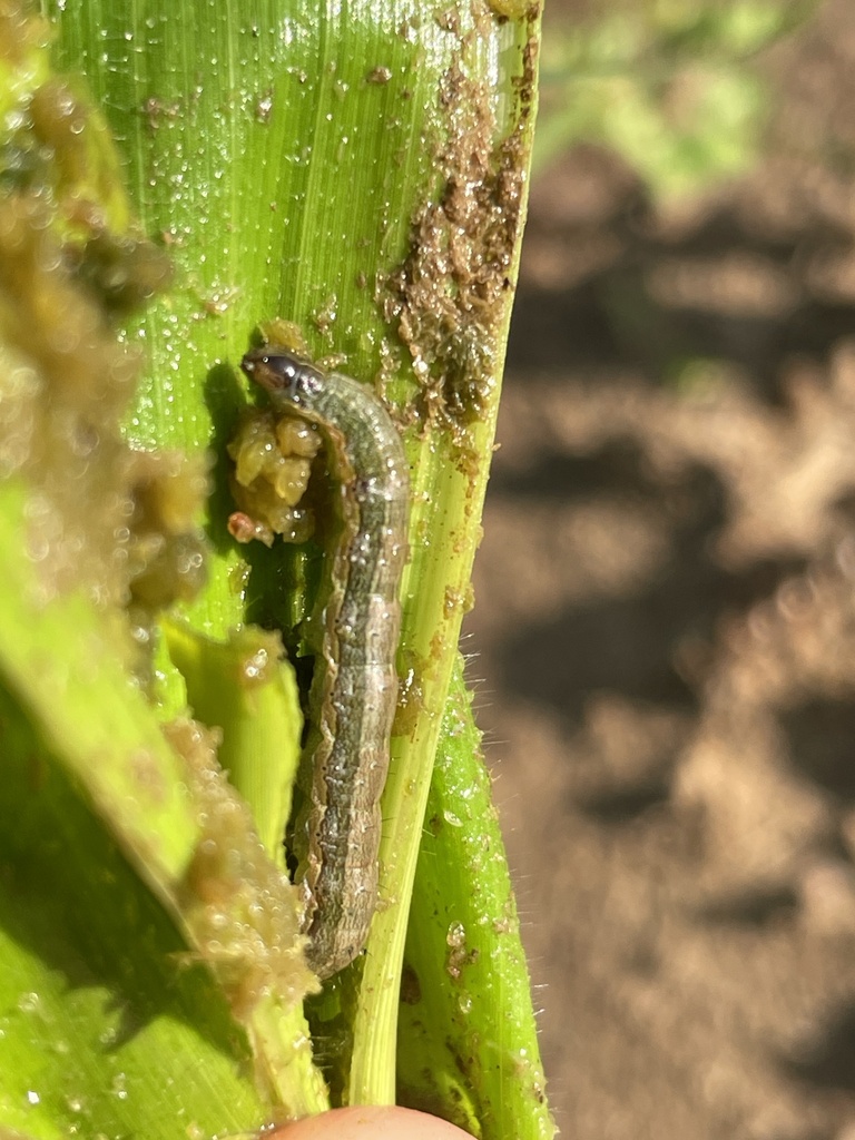 Fall Armyworm Moth from Jay, FL, US on May 15, 2024 at 07:43 AM by ...