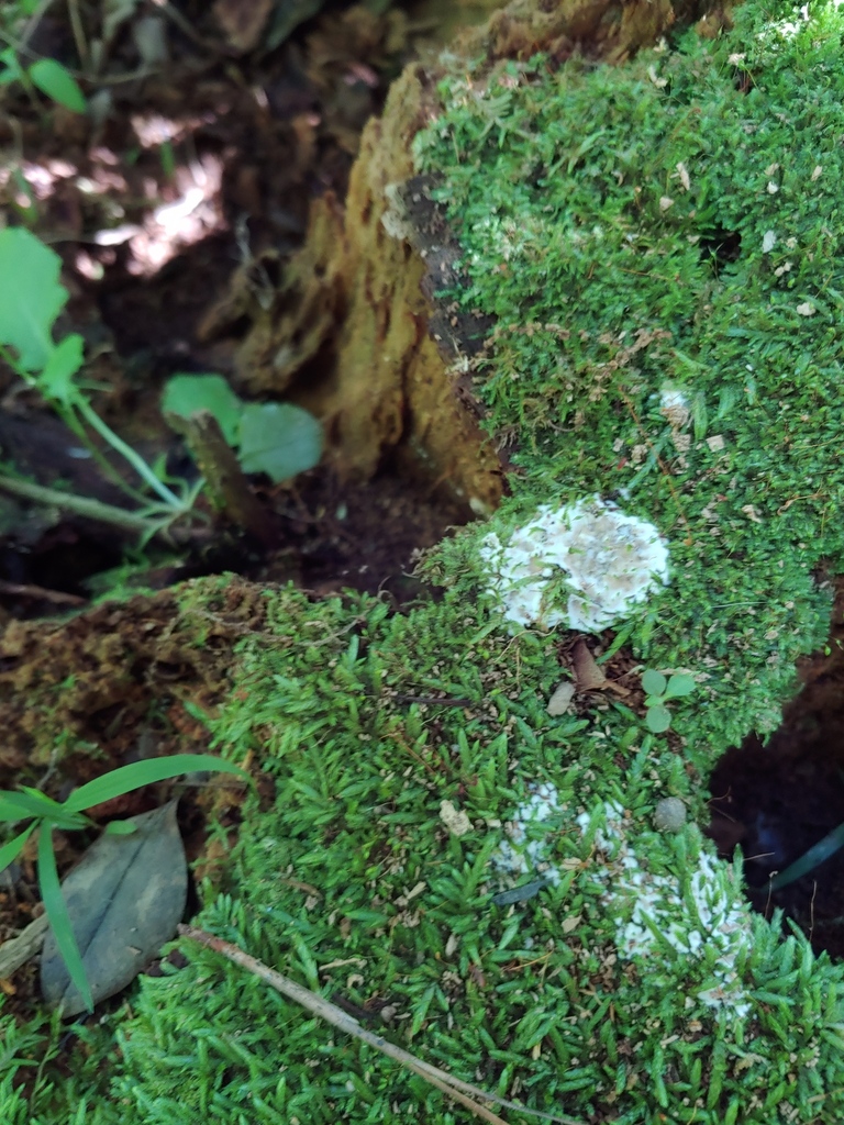 enveloping crust from Mountain Park, GA, USA on May 16, 2024 at 10:16 ...