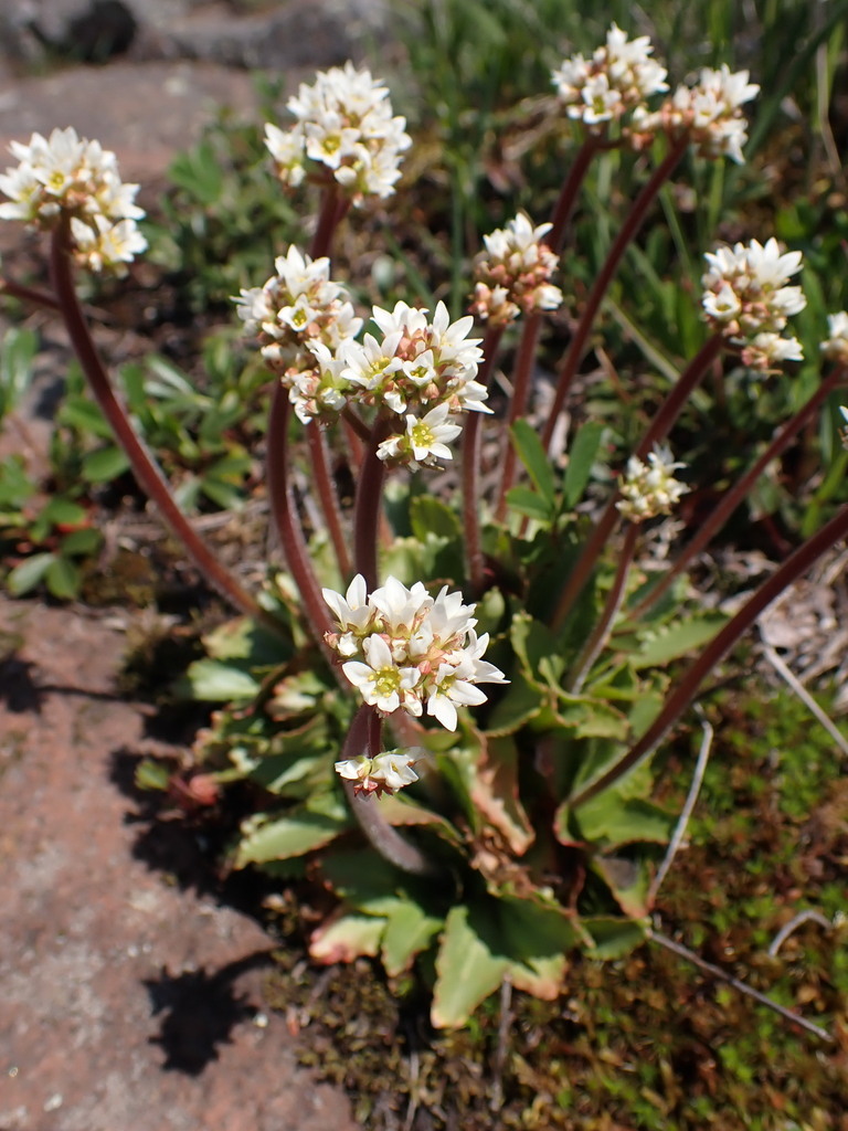 Virginia saxifrage (Floral Diversity of Burgess Falls State Park ...