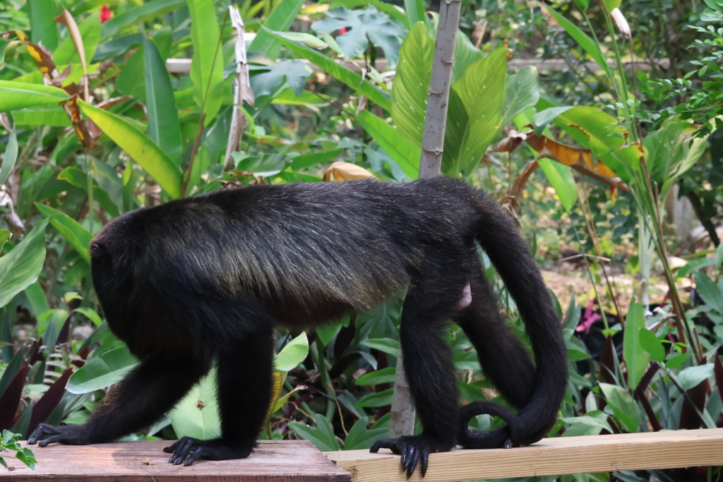 Yucatán Black Howler Monkey in May 2024 by Dexter Chiclo · iNaturalist
