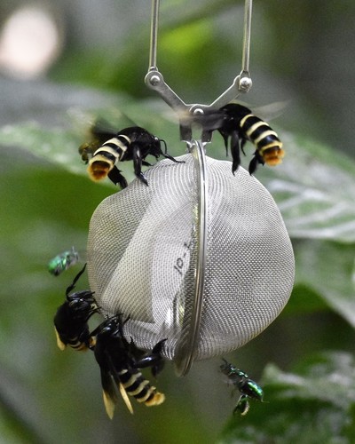 Abeja amarilla rayada de orquídea (Eulaema seabrai)