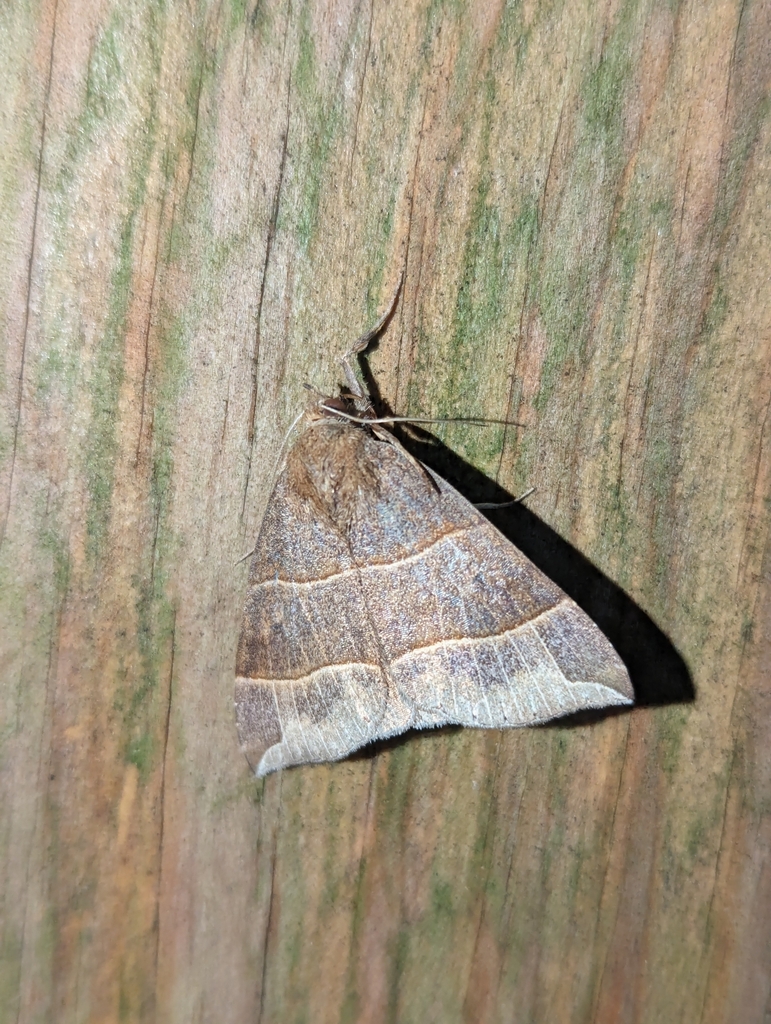 Maple Looper Moth from Laurel, DE 19956, USA on May 16, 2024 at 08:28 ...