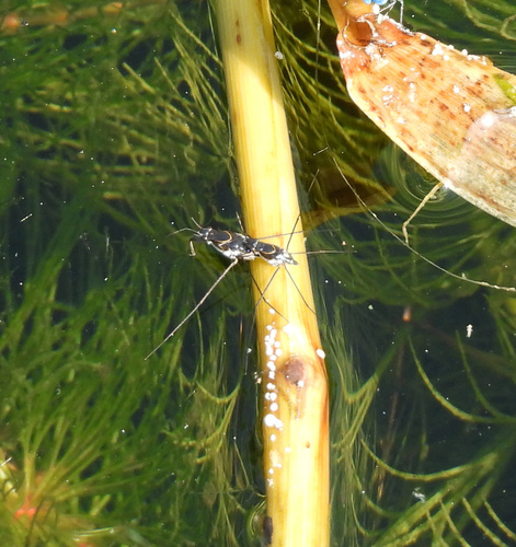 Neogerris severeni · iNaturalist