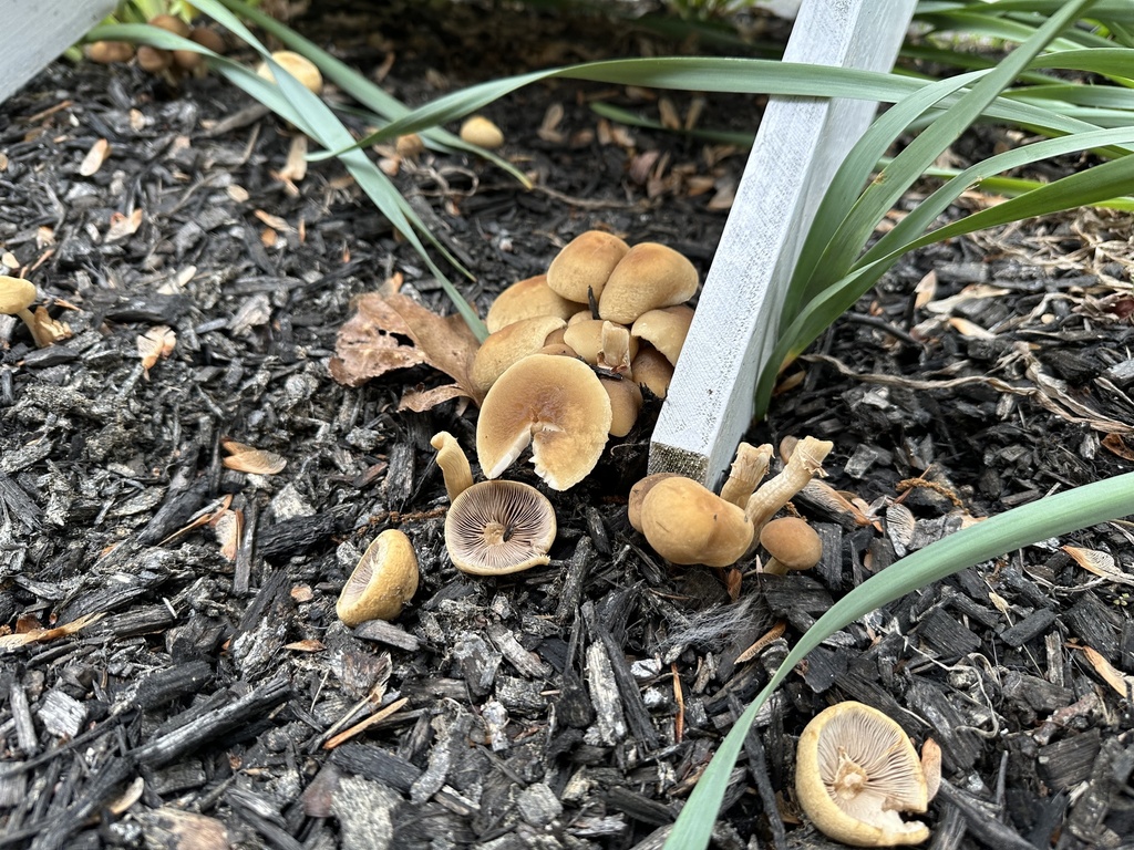 Mulch Fieldcap from E Cub Hunt Ln, West Chester, PA, US on May 16, 2024 ...