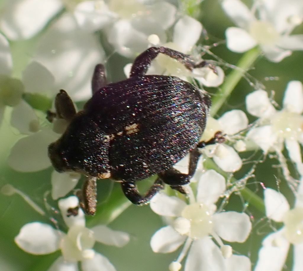 Iris weevil from 289 22 Lysá nad Labem, Czechia on May 15, 2024 at 05: ...