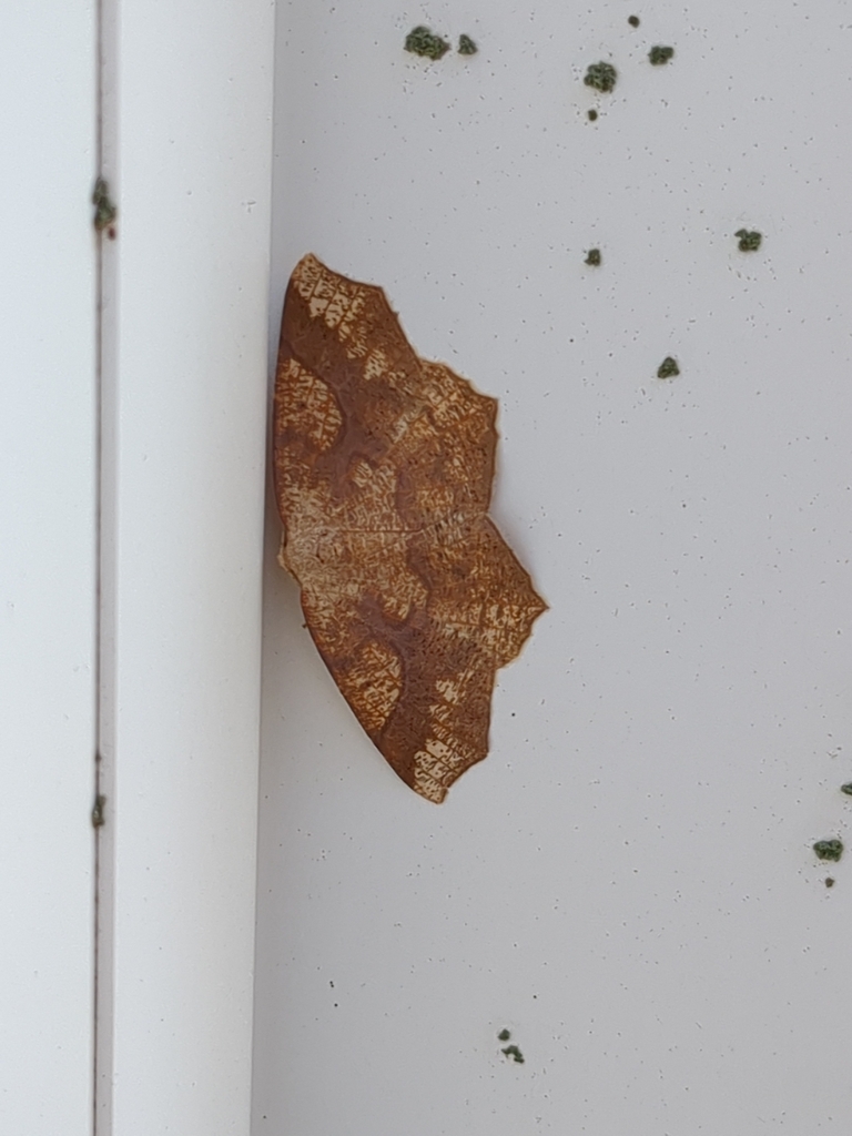 Oak Besma Moth from Montgomery County, US-OH, US on May 16, 2024 at 11: ...