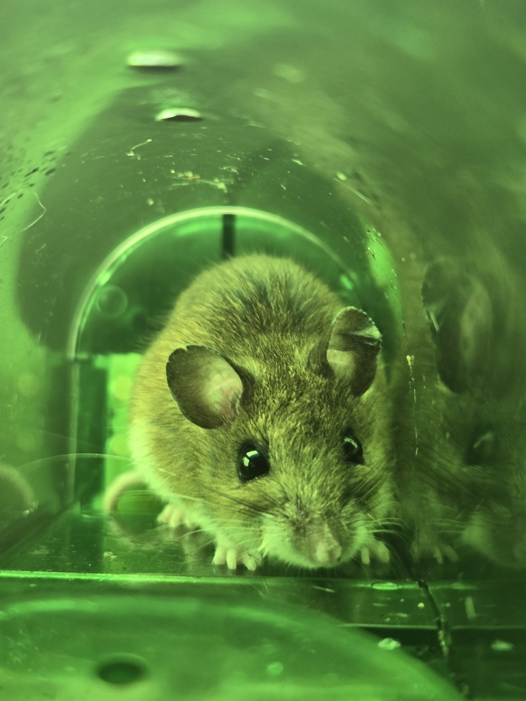 North American Deer Mice from Hayfield Township, PA, USA on May 16 ...