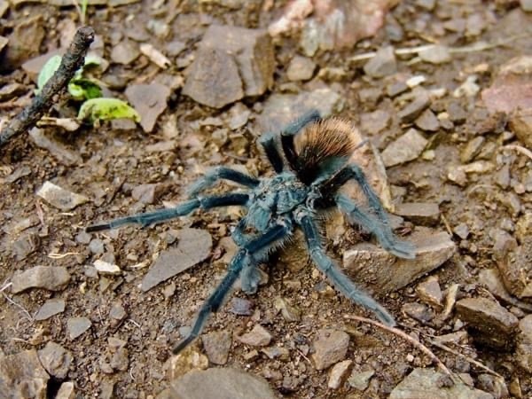 Grand Canyon Black Tarantula from Gila Wilderness, Glenwood, NM, US on ...