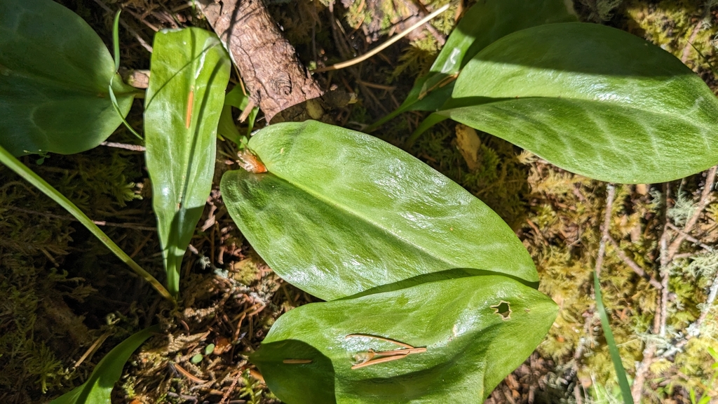 fawn lilies from Langford, BC, Canada on May 15, 2024 at 02:20 PM by ...