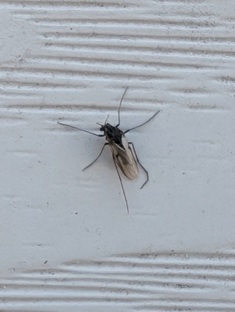 Winter Midges from Sherbrooke, NS B0J 3C0, Canada on May 16, 2024 at 12 ...