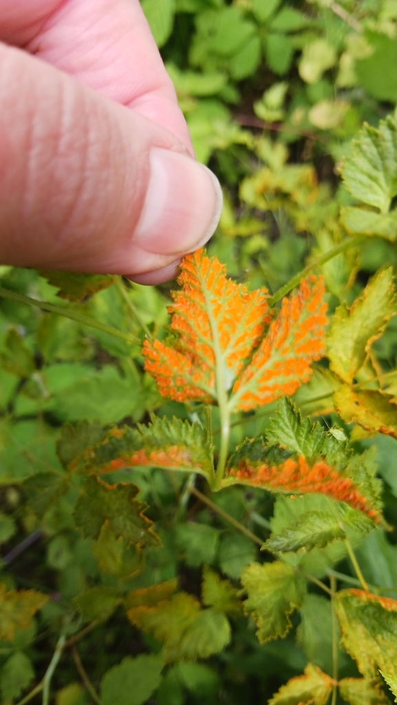 blackberry orange rust from Plainwell on May 16, 2024 at 12:07 PM by ...