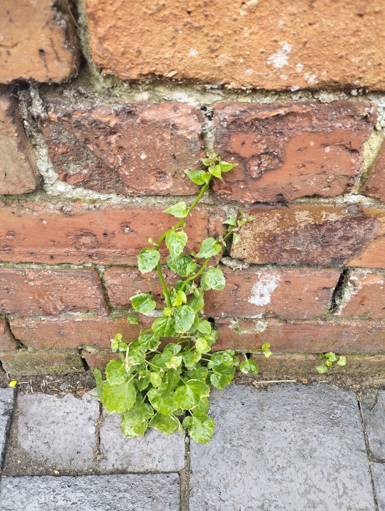 Trailing bellflower from Merseyside, England, GB on May 16, 2024 at 05: ...