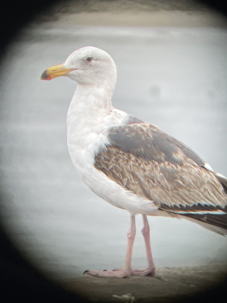 Western Gull from Santa Barbara Channel, CA, US on May 16, 2024 at 08: ...
