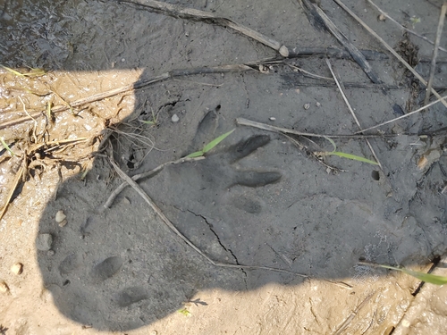 Raccoon Tracks – NatureTracking