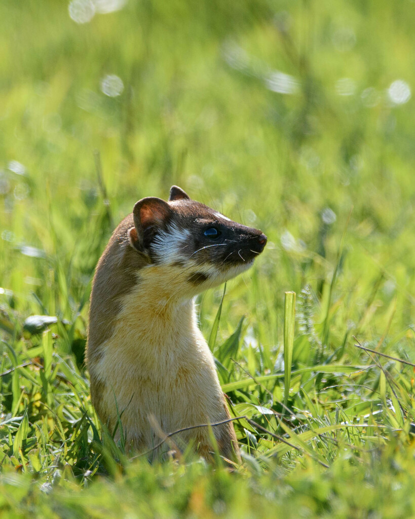 Long-tailed Weasel from Marin County, CA, USA on March 8, 2024 at 12:29 ...