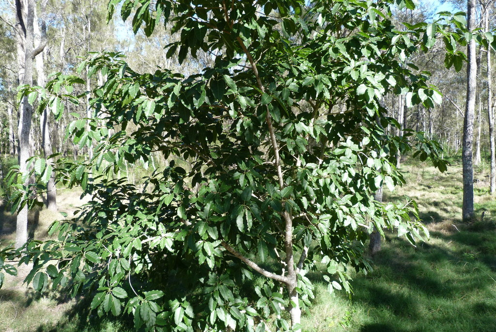 White fig from Brisbane QLD, Australia on May 06, 2019 at 11:56 AM by Colin Meurk. wetland ...