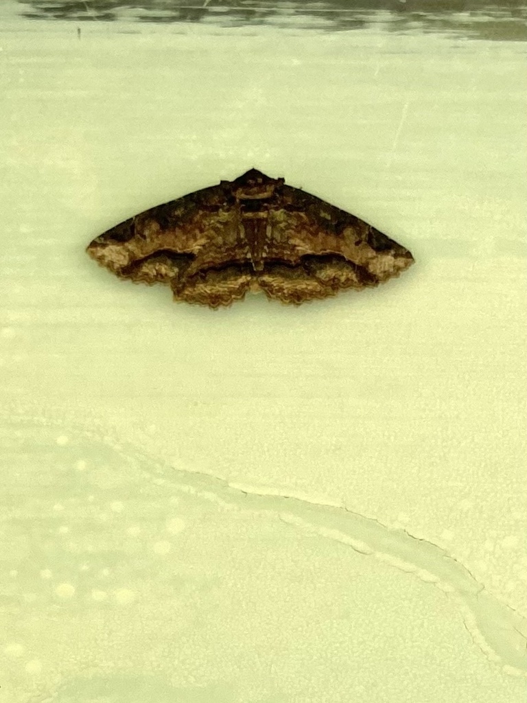 Colorful Zale Moth from Sanborn Rd, Saratoga, CA, US on May 16, 2024 at ...