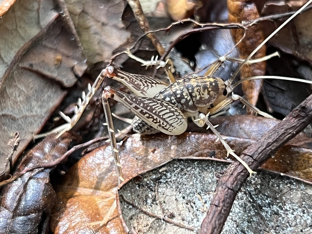 Camel Crickets in May 2024 by The Leach · iNaturalist