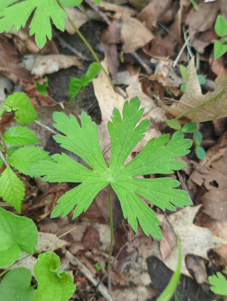 wild geranium from Little Falls, MN 56345, USA on May 16, 2024 at 12:12 ...