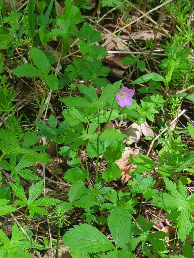 wild geranium from Little Falls, MN 56345, USA on May 16, 2024 at 12:15 ...